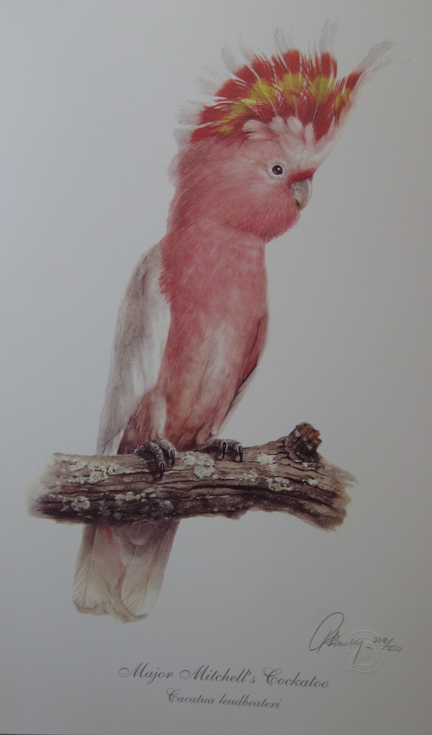 MAJOR MITCHELL’S COCKATOO – Gordon Hanley Classic Bird Series Limited ...