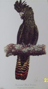 RED TAILED BLACK COCKATOO – Gordon Hanley Classic Bird Series Limited ...